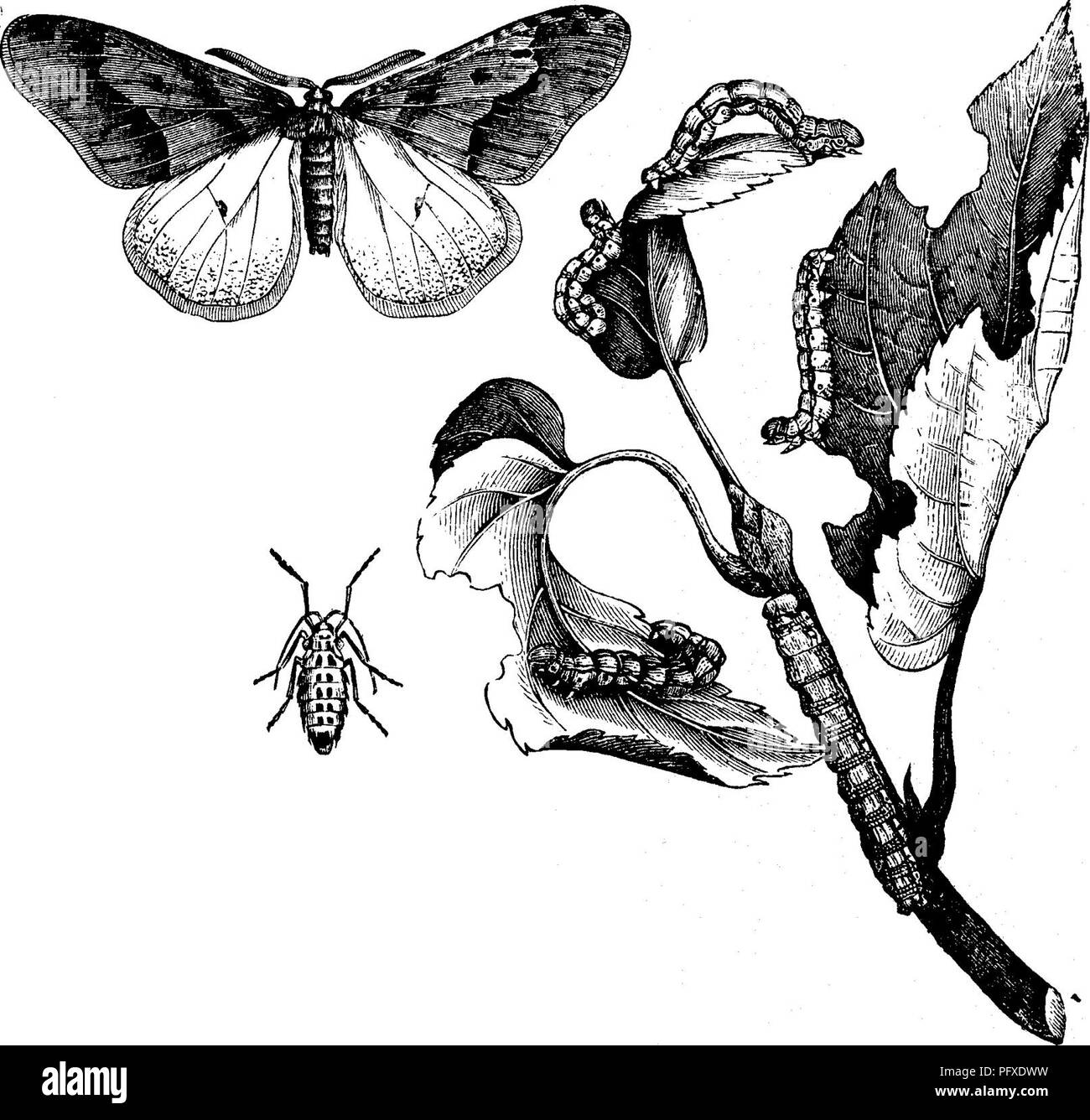 A detailed account of insect pests that affect fruit crops ...