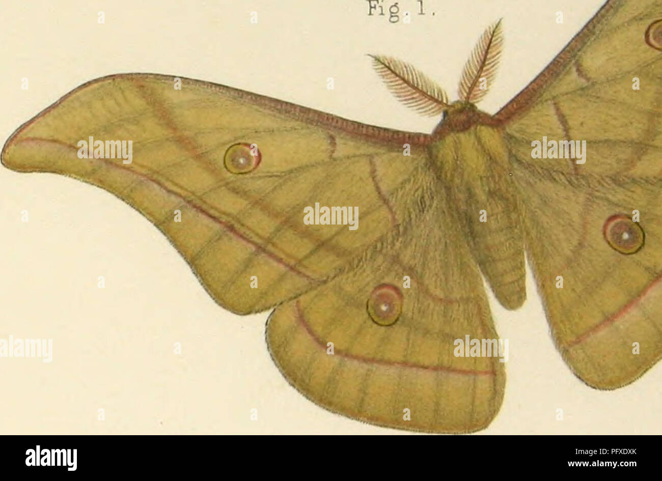 This study on Indian *Saturnidae* moths provides detailed illustrations ...