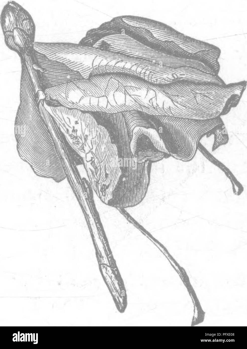 Focus on entomology Black and White Stock Photos & Images - Alamy