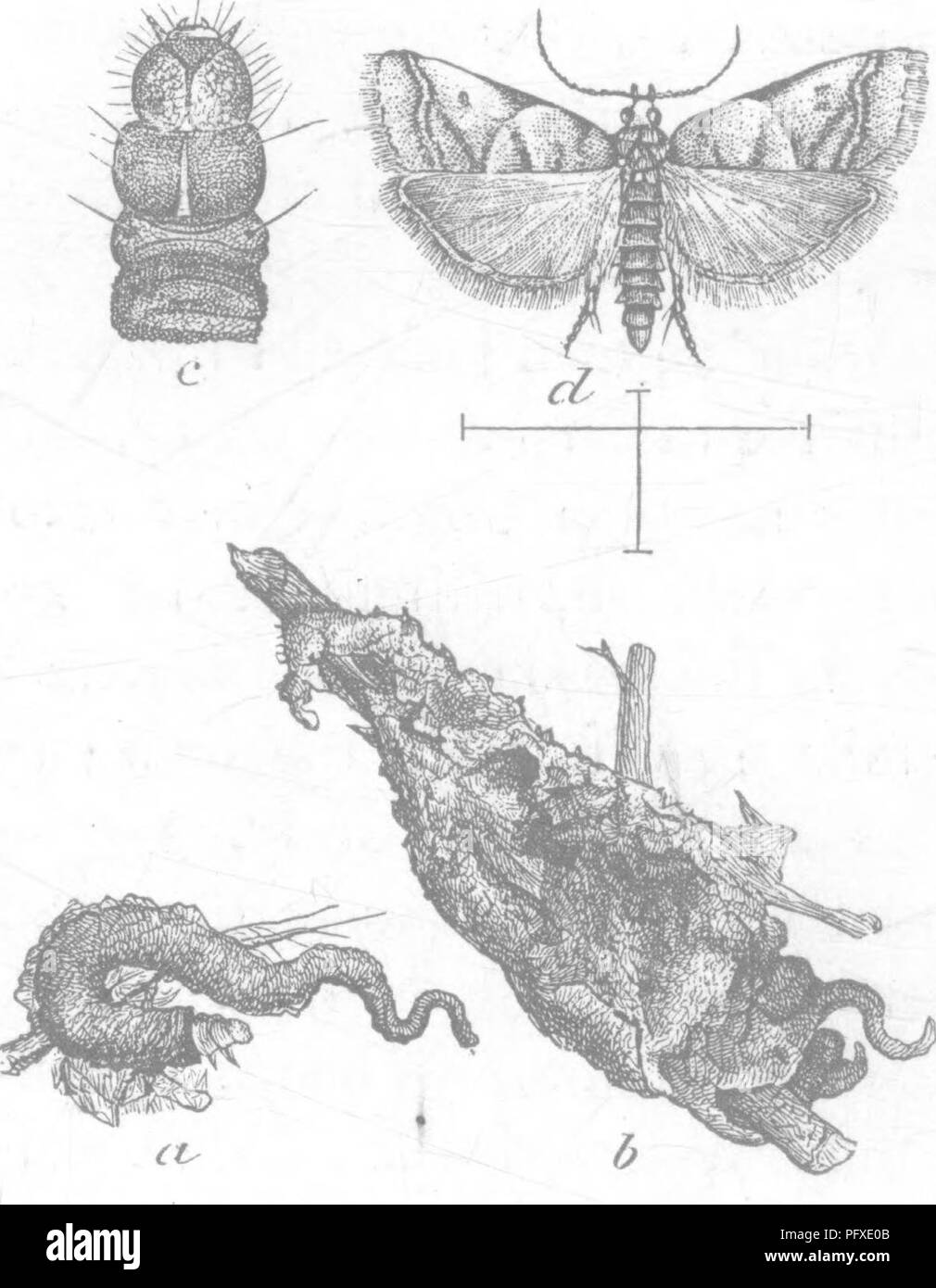 A depiction of insect pests that damage apple crops, with a focus on ...
