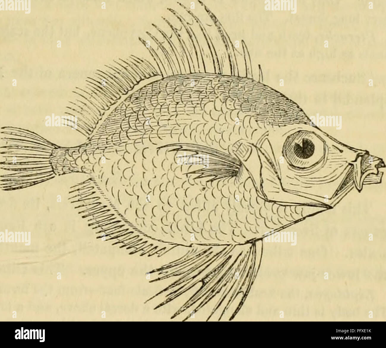 *Cuvier's Animal Kingdom* includes a description of the Dory fish ...