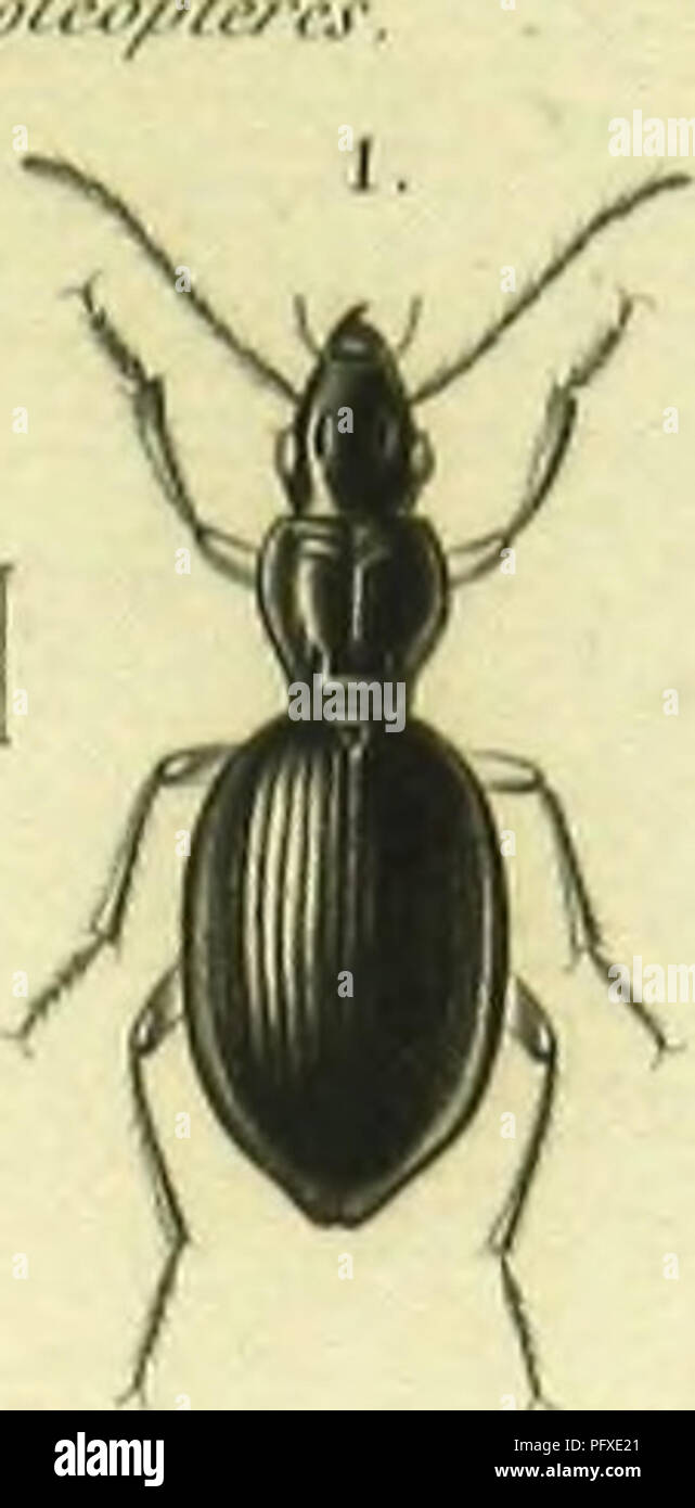 An illustration from 'Histoire naturelle des insectes', showcasing the ...