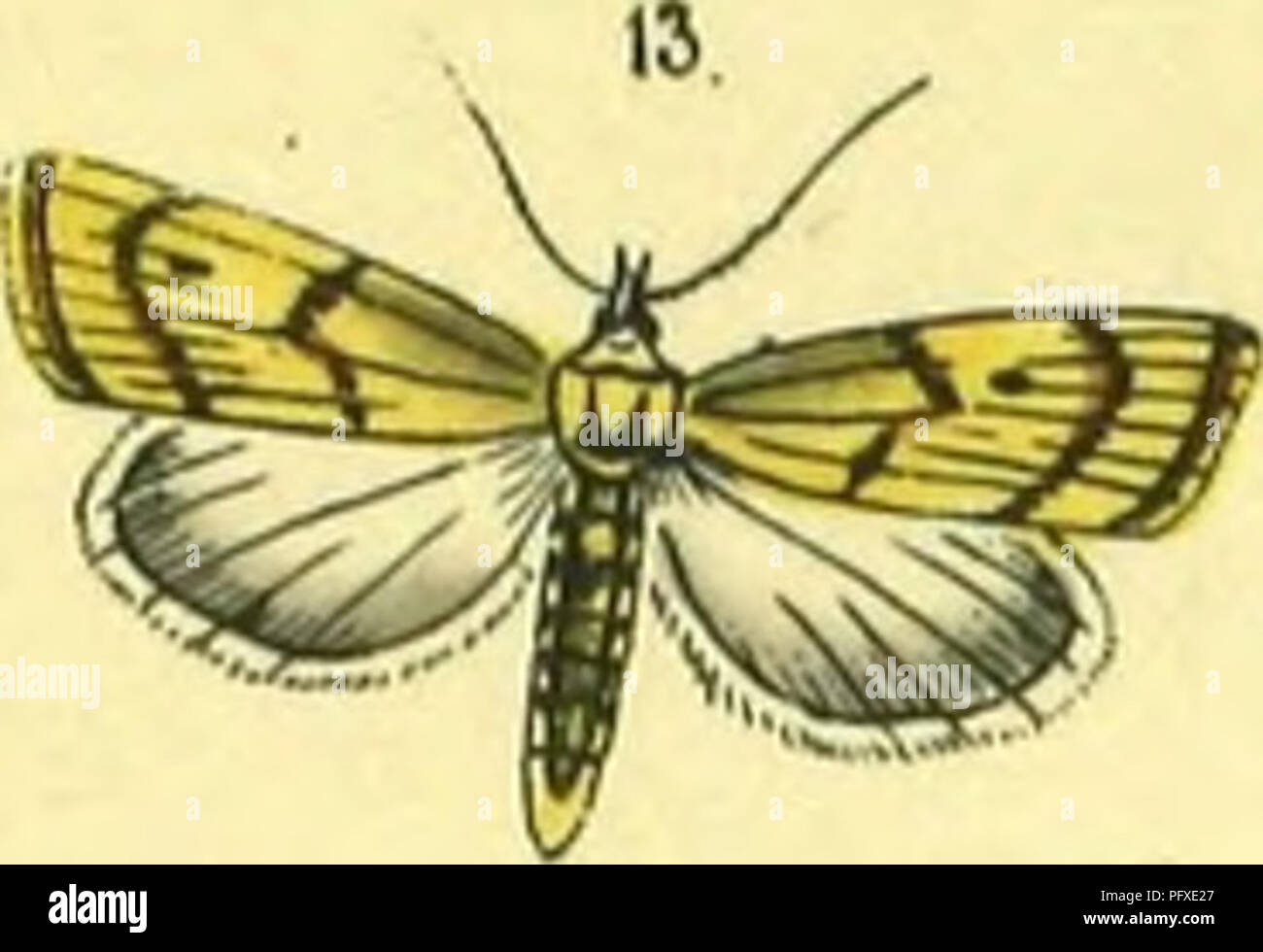 This work offers a systematic description and illustration of European ...