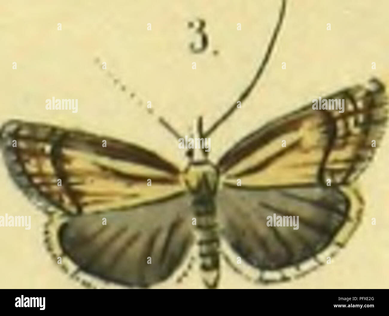 This German text offers a systematic guide to European butterflies ...