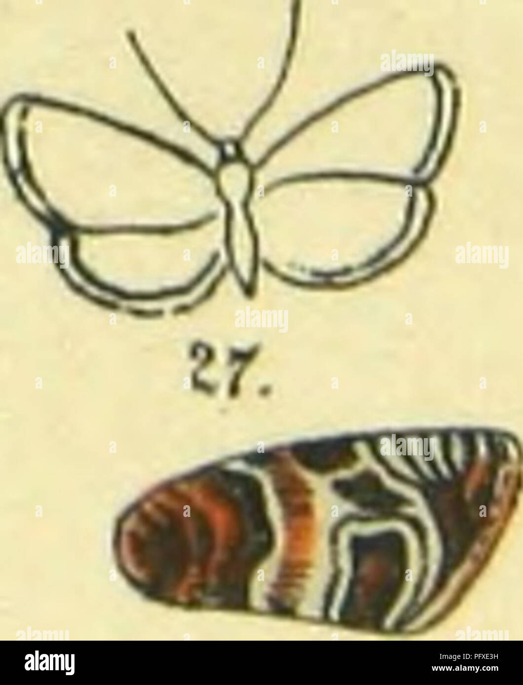 A systematic description and illustration of European butterflies ...