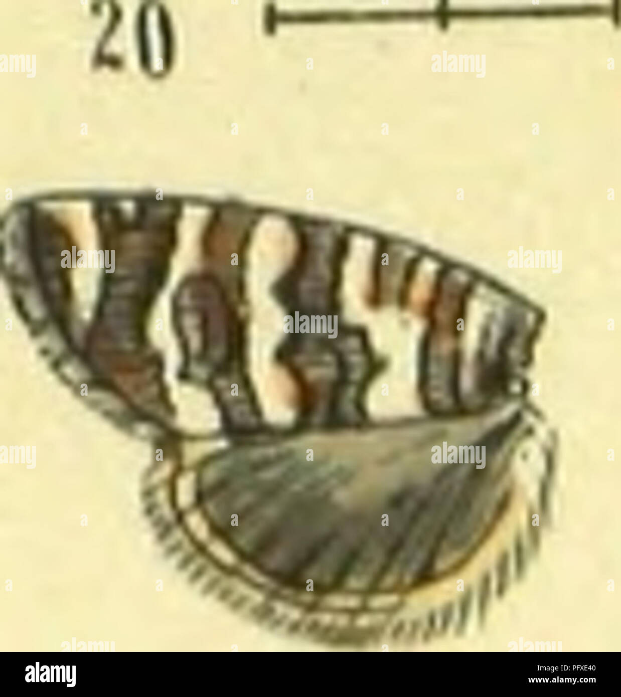 This work provides systematic descriptions and illustrations of ...