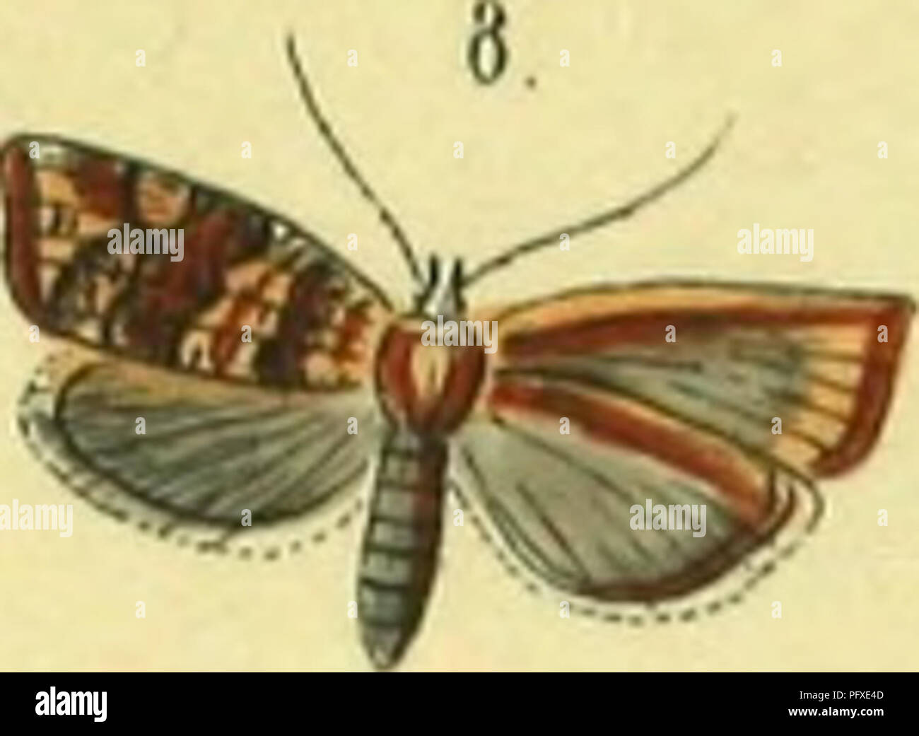 This illustrated work systematically describes European butterfly ...