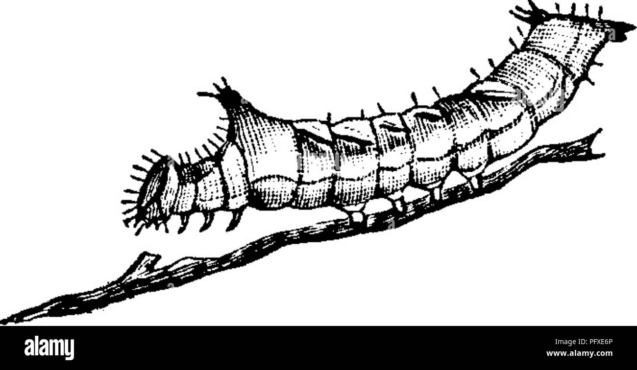 Hazel moth Black and White Stock Photos & Images - Alamy