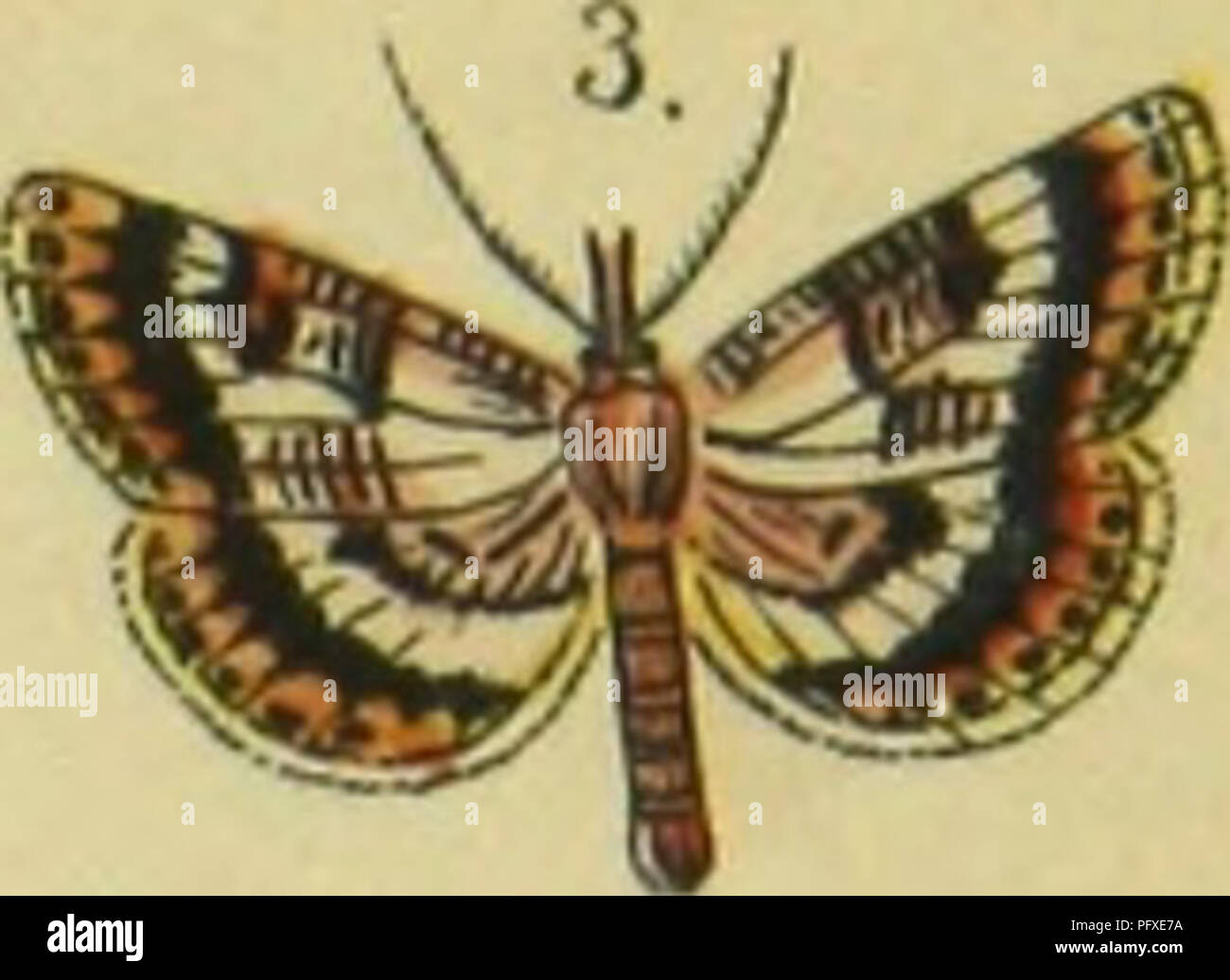 This German text provides a systematic depiction and description of ...