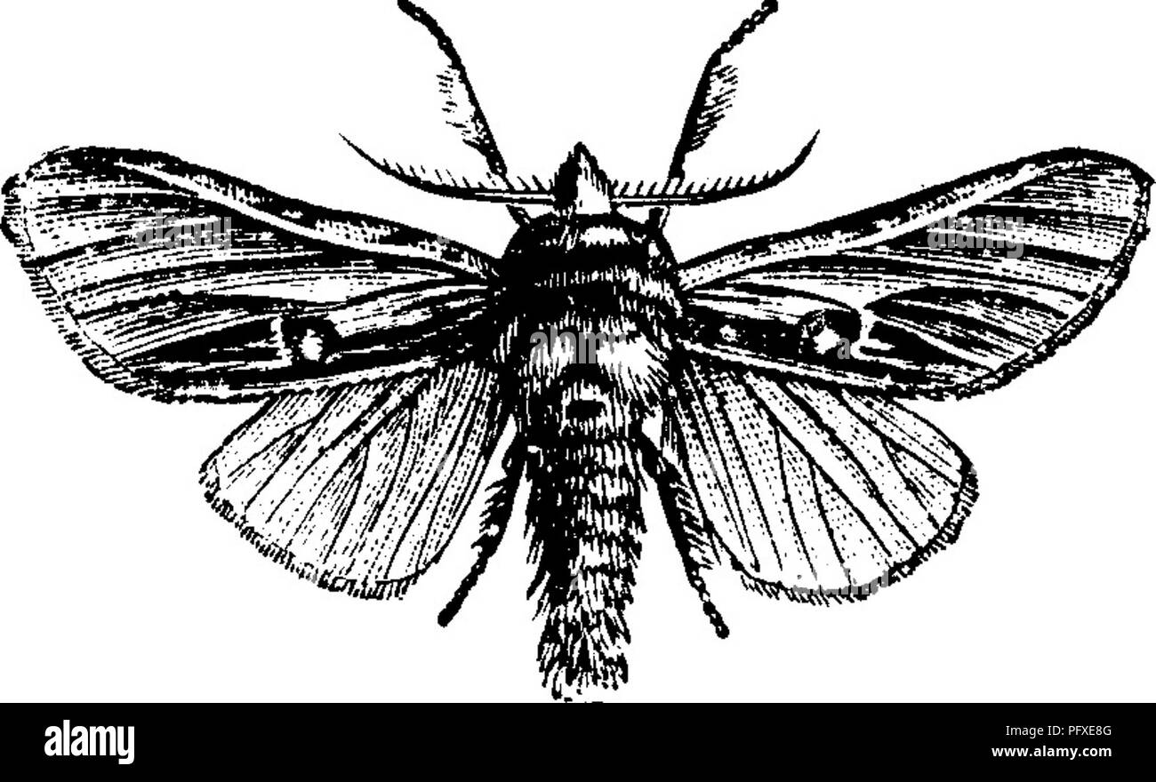 This detailed work on insects harmful to fruit crops provides a ...