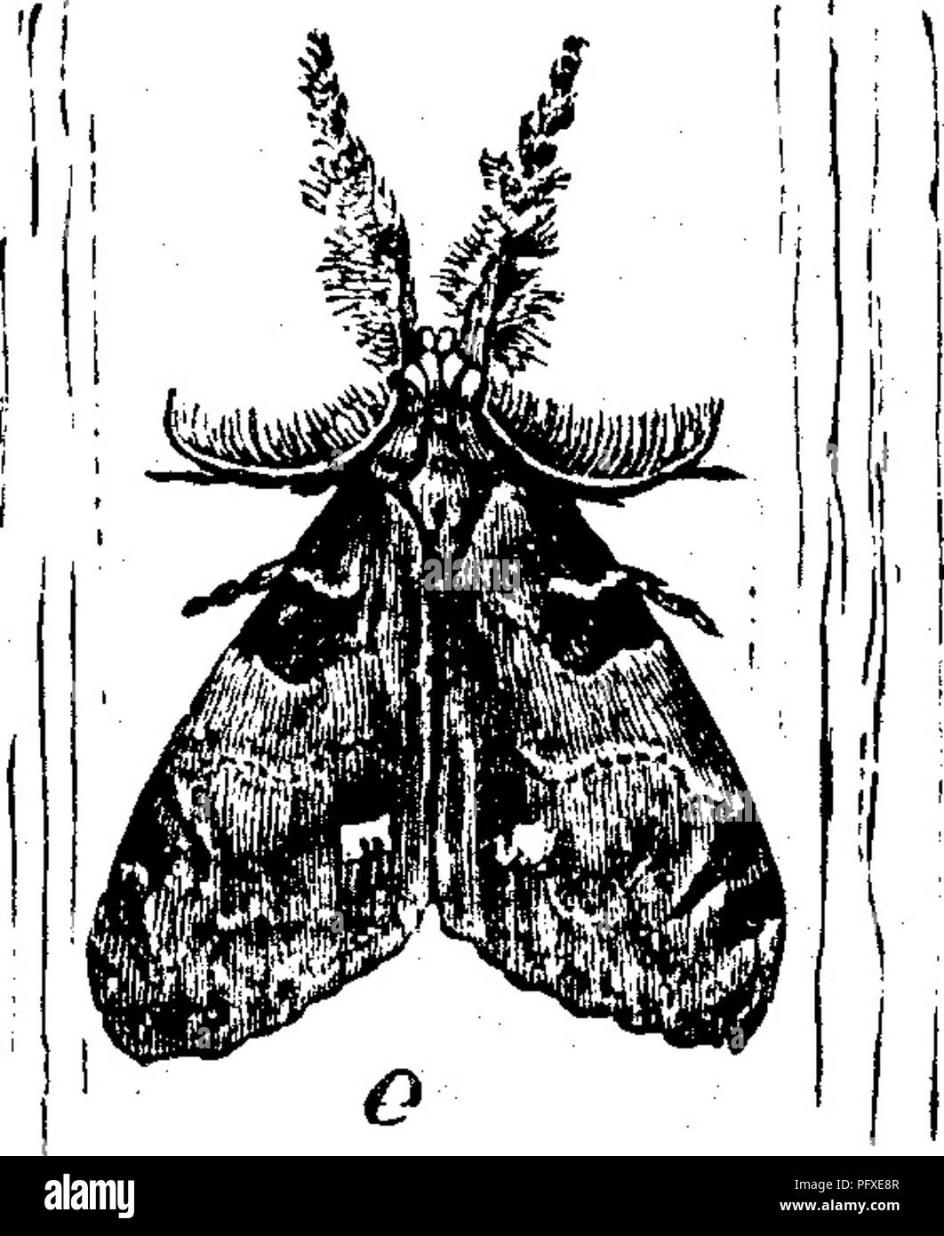 Oval insect eggs Black and White Stock Photos & Images - Alamy