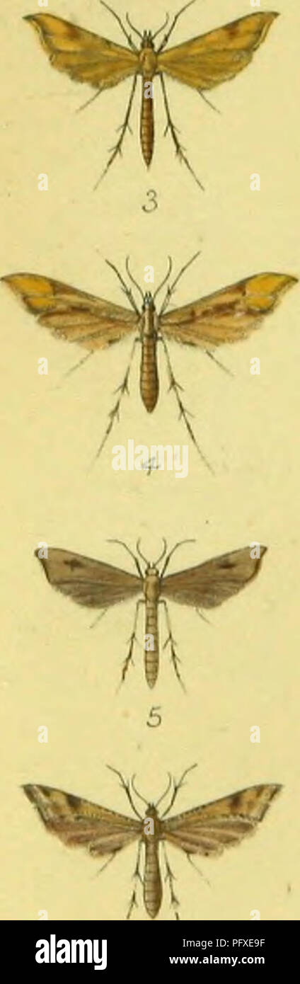 This image depicts various species of British pyralides and ...