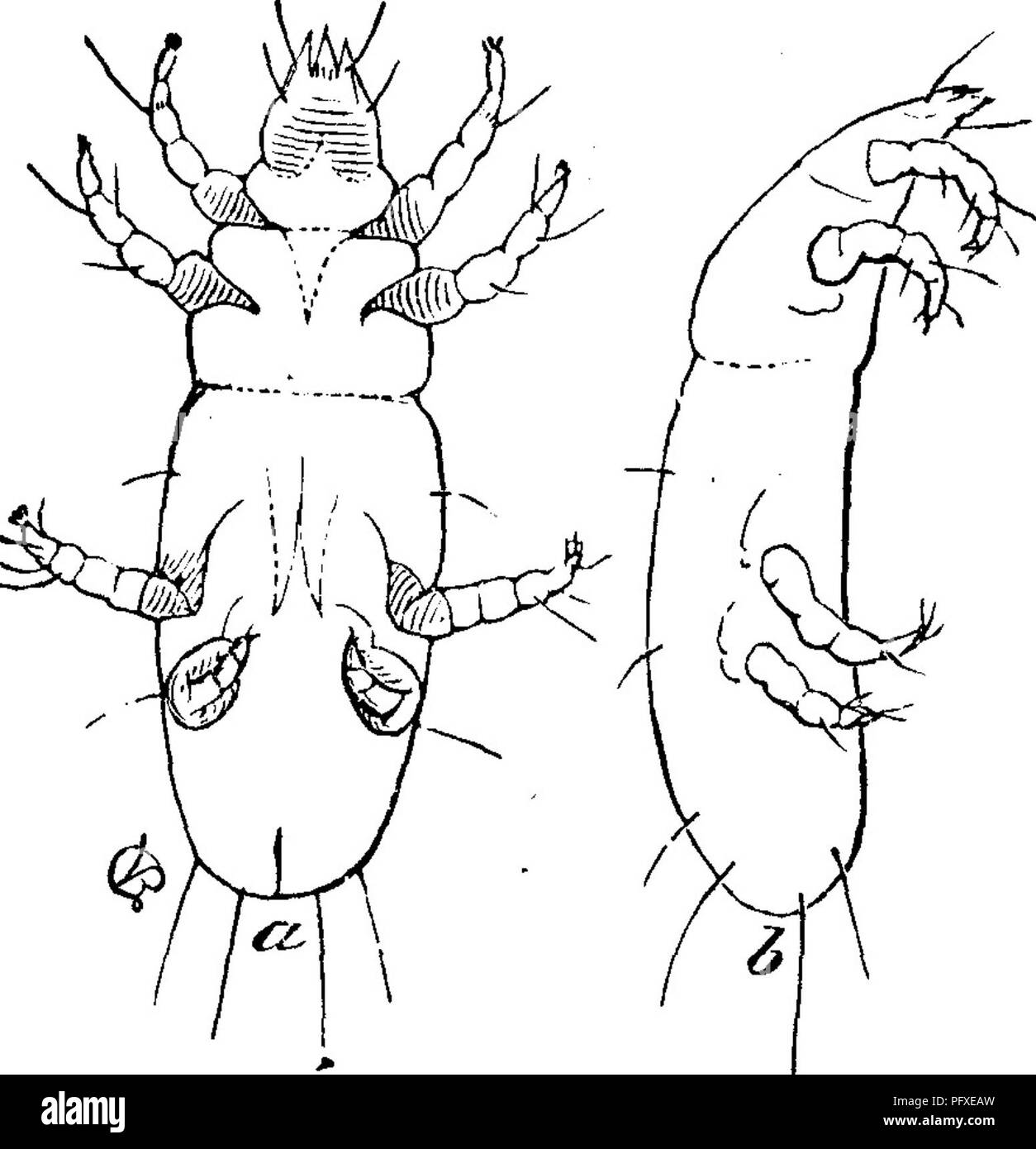 This work discusses insects that harm fruit trees, including the twice ...