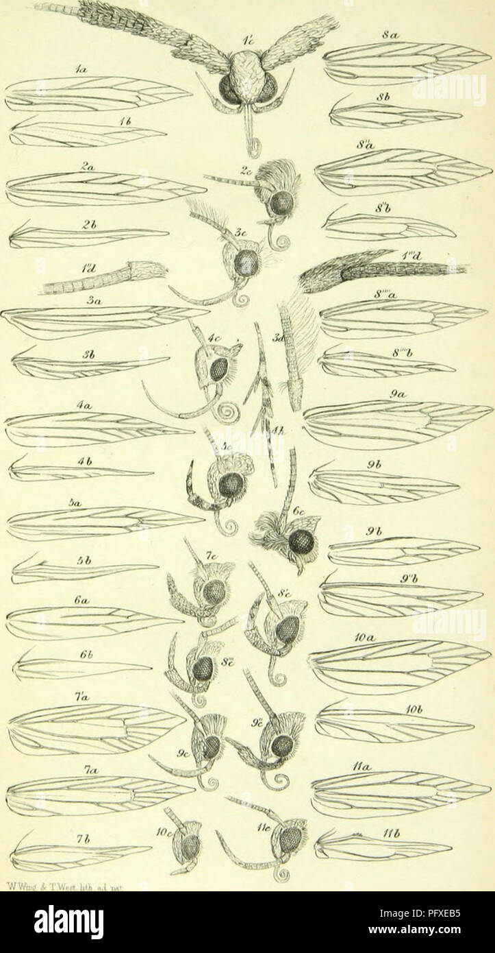 A study on the moth species of Britain, focusing on the Lepidoptera ...