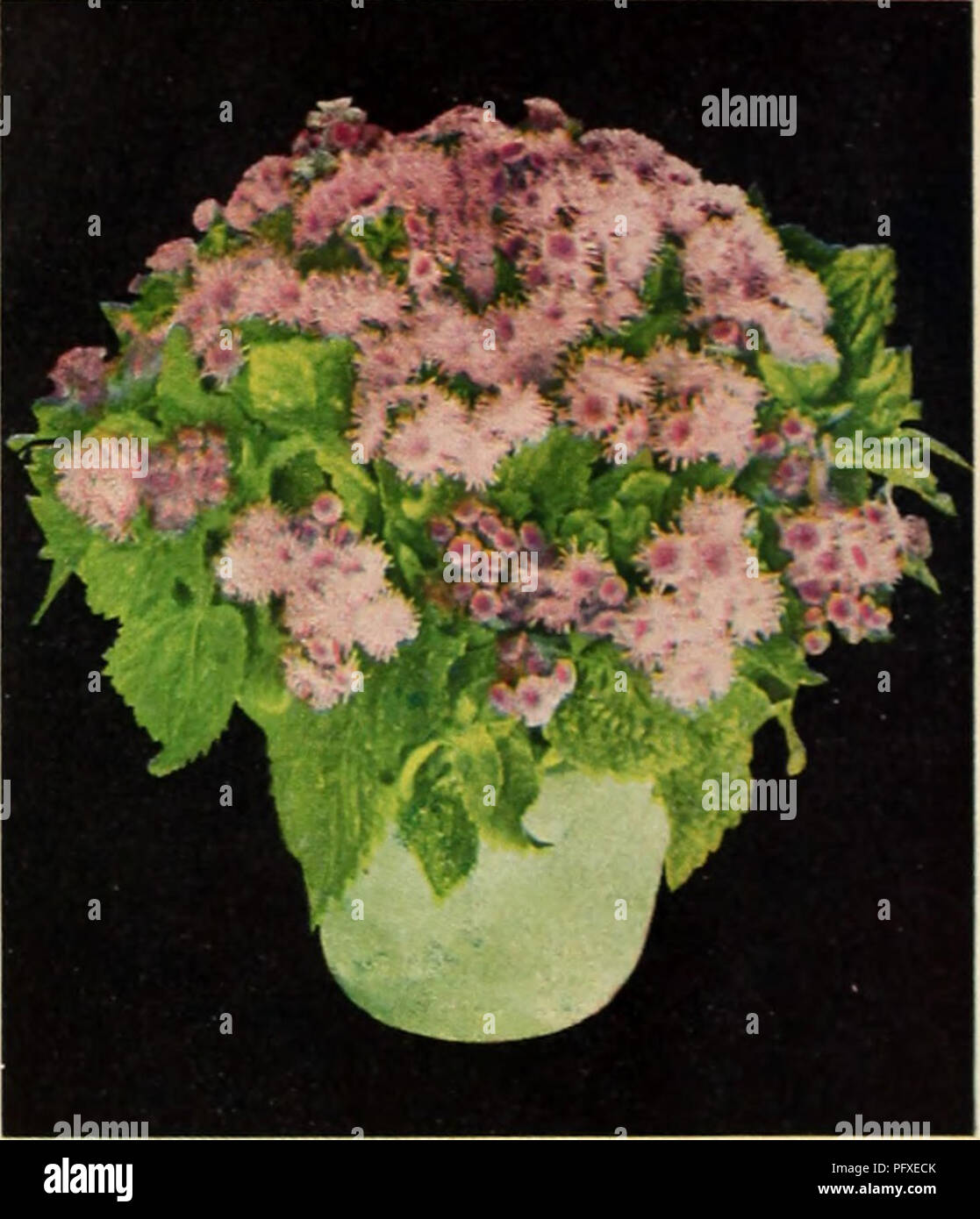 This catalog from Currie’s Garden Annual provides information on a ...