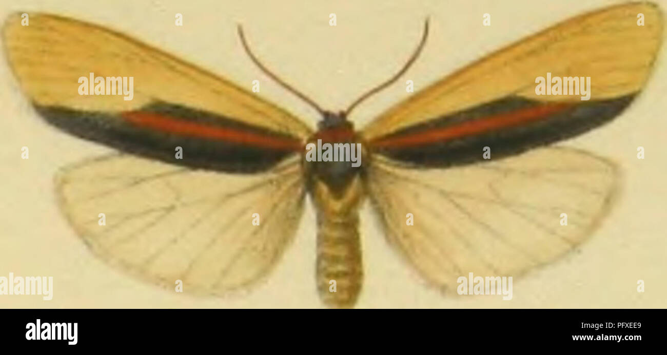 This work by Paul Dognin details new species of Lepidoptera discovered ...