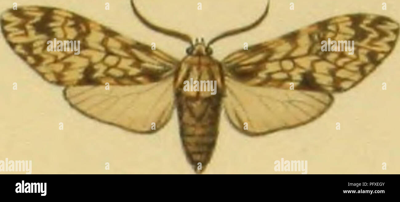 This work provides detailed descriptions of new species of butterflies ...