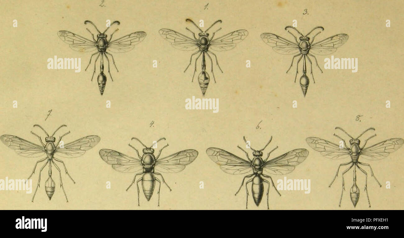 This text focuses on the order Hymenoptera, detailing the biology ...