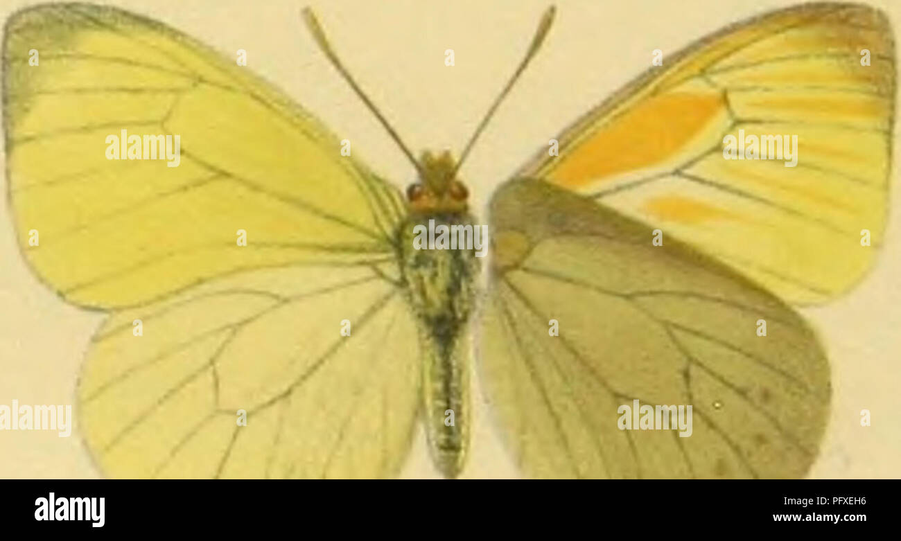 This document describes the new species of butterflies (Lepidoptera ...