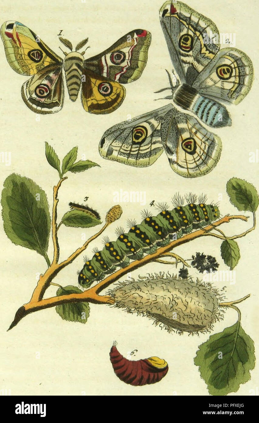 This image showcases the life stages of well-known German butterflies ...