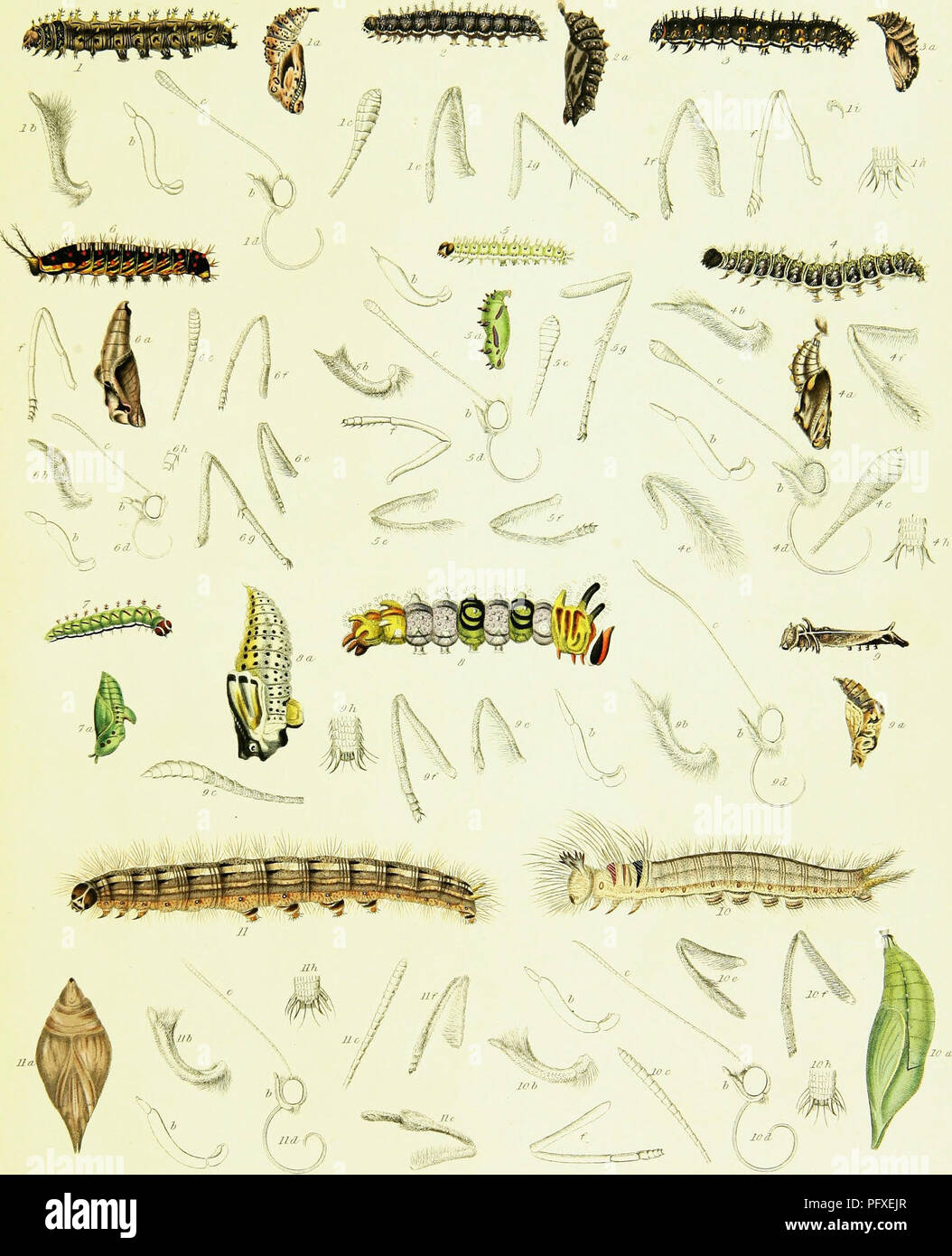 This catalogue describes the lepidopterous insects housed in the museum ...