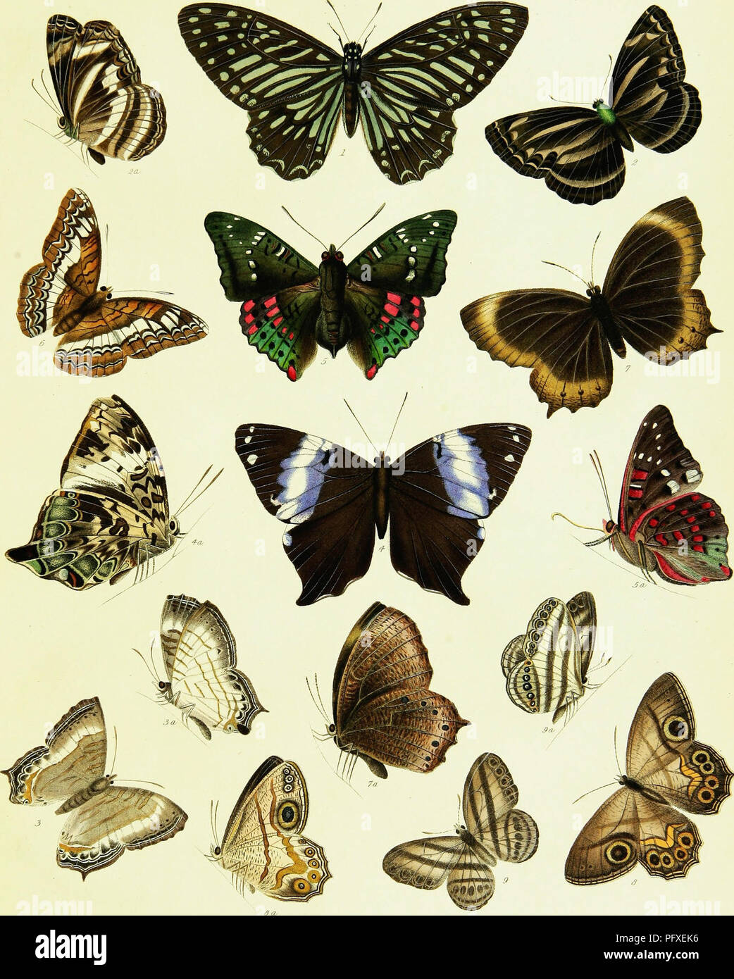 . A Descriptive catalogue of the lepidopterous insects contained in the ...