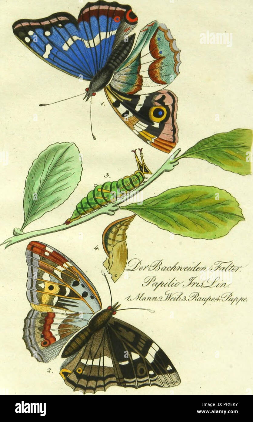 This German work illustrates and describes the most common butterflies ...