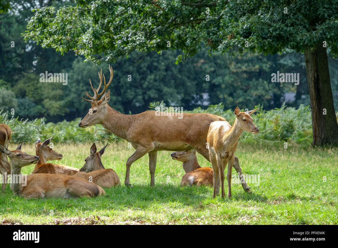 Red deer in Bushy Park London, England Stock Photo - Alamy
