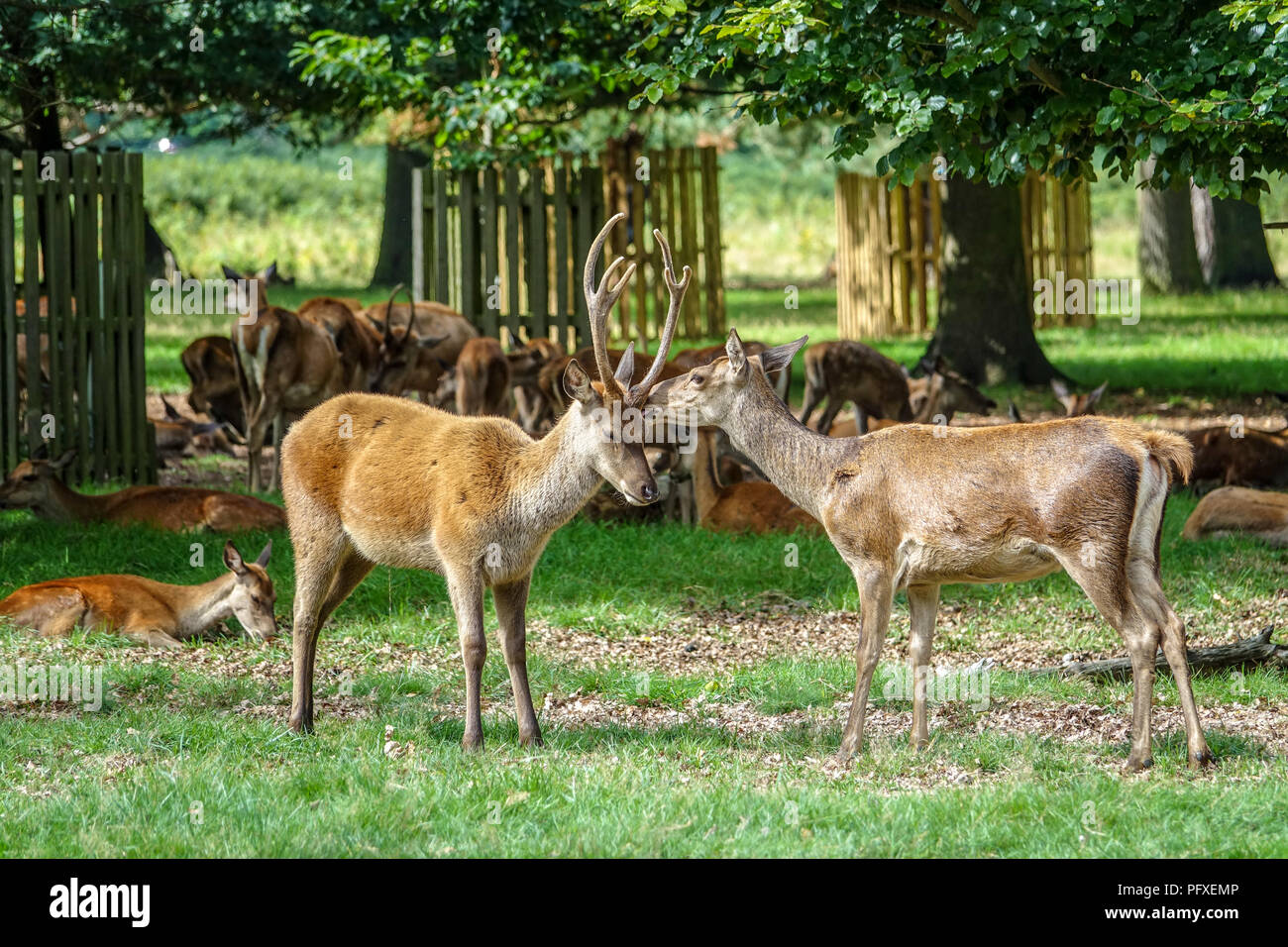 Idgp hi-res stock photography and images - Alamy