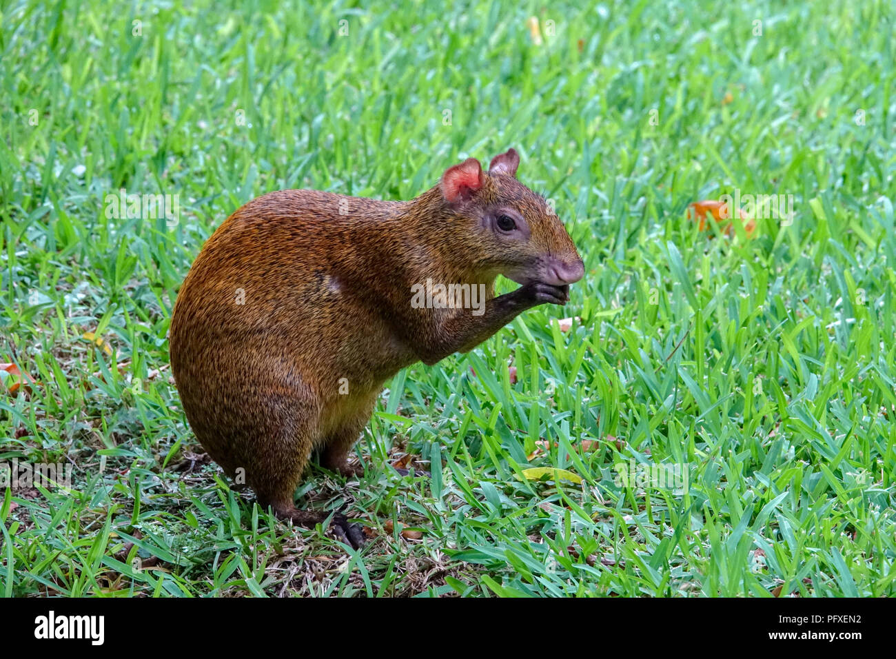 Capybara eating hi-res stock photography and images - Alamy