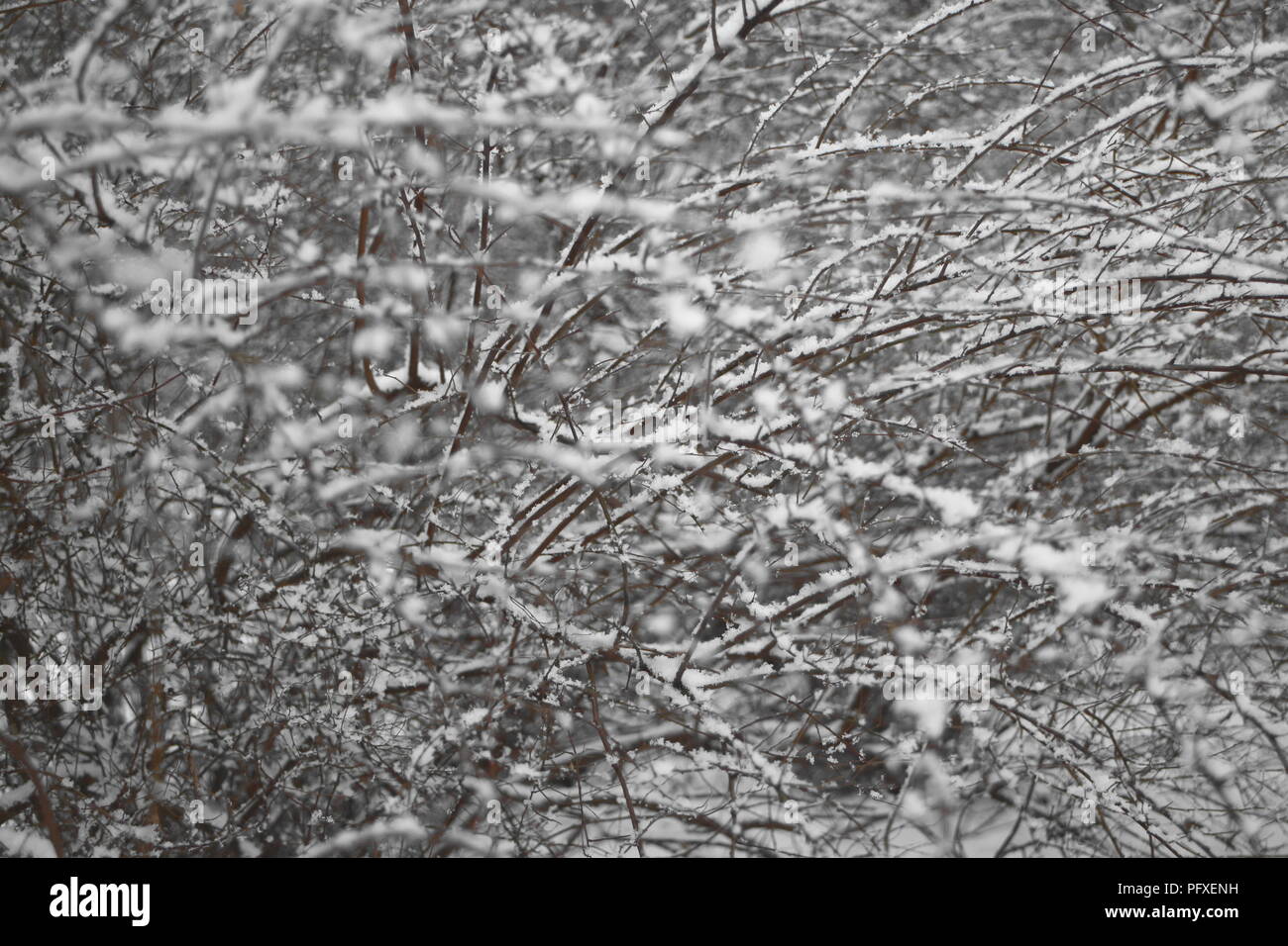 Cold bushes hi-res stock photography and images - Alamy