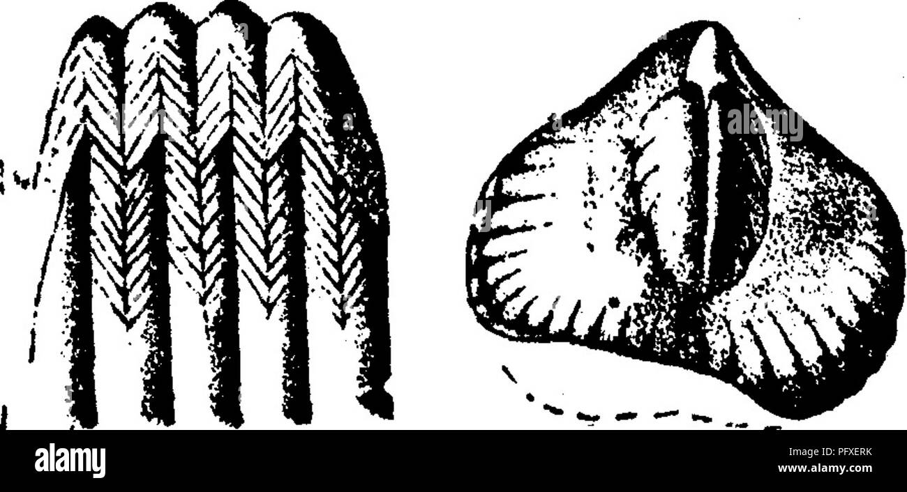 A comprehensive dictionary detailing the fossils of Pennsylvania and ...