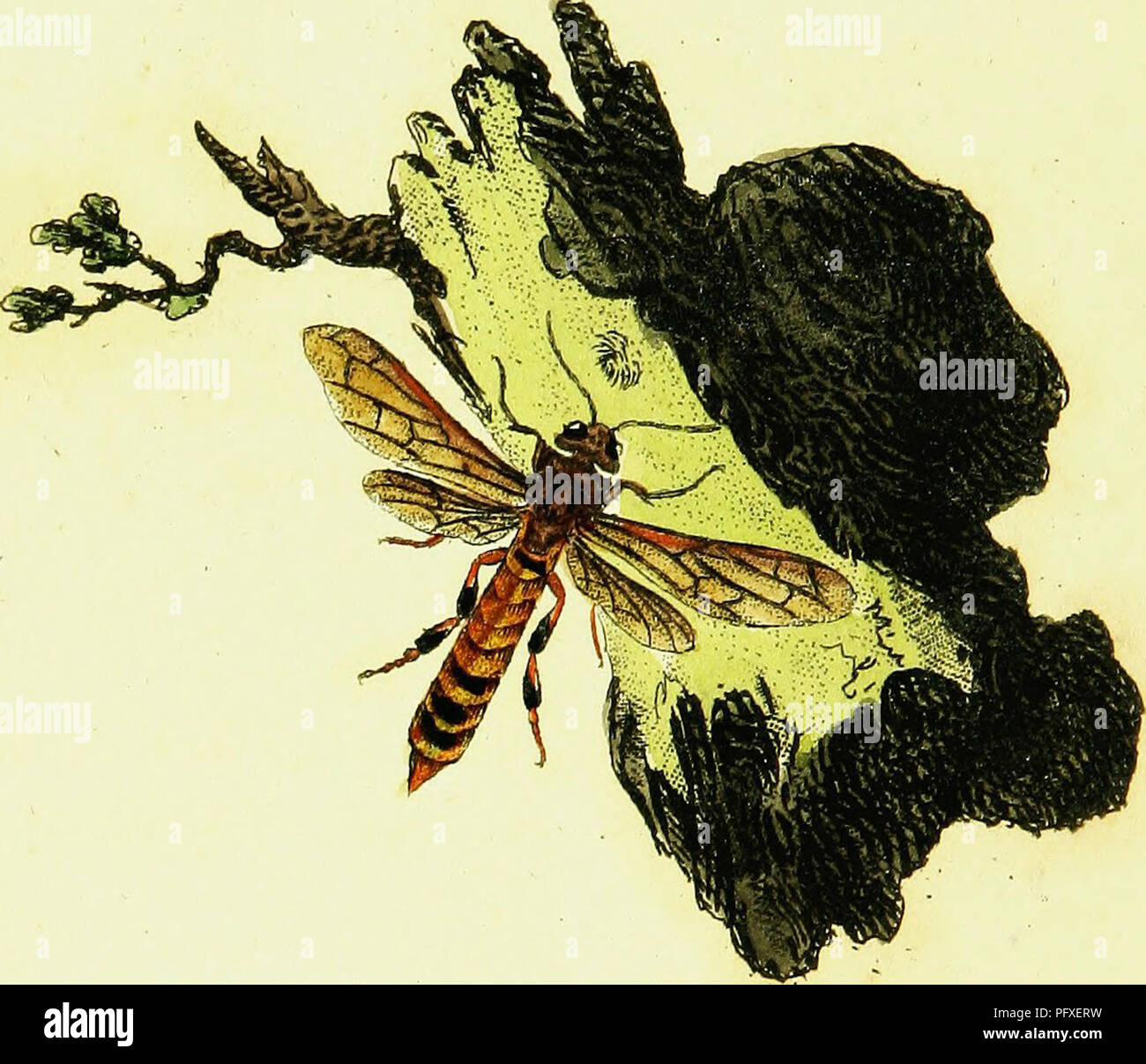 Edward Donovan’s work on British insects covers their life cycles, food ...
