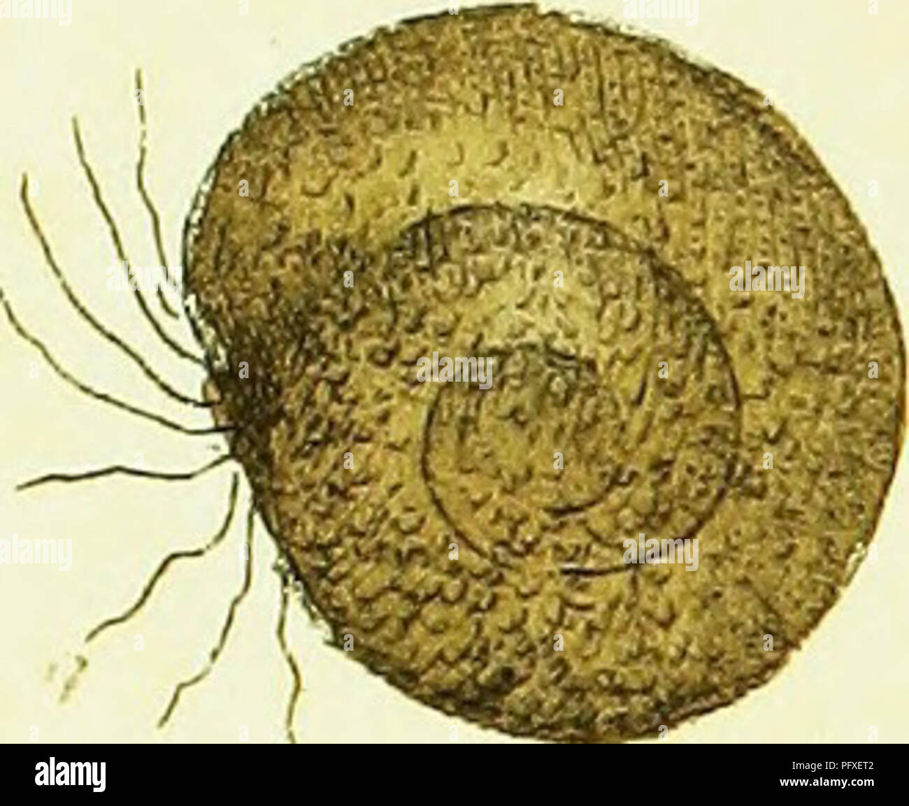 This image is from a comprehensive study on British insects by E ...