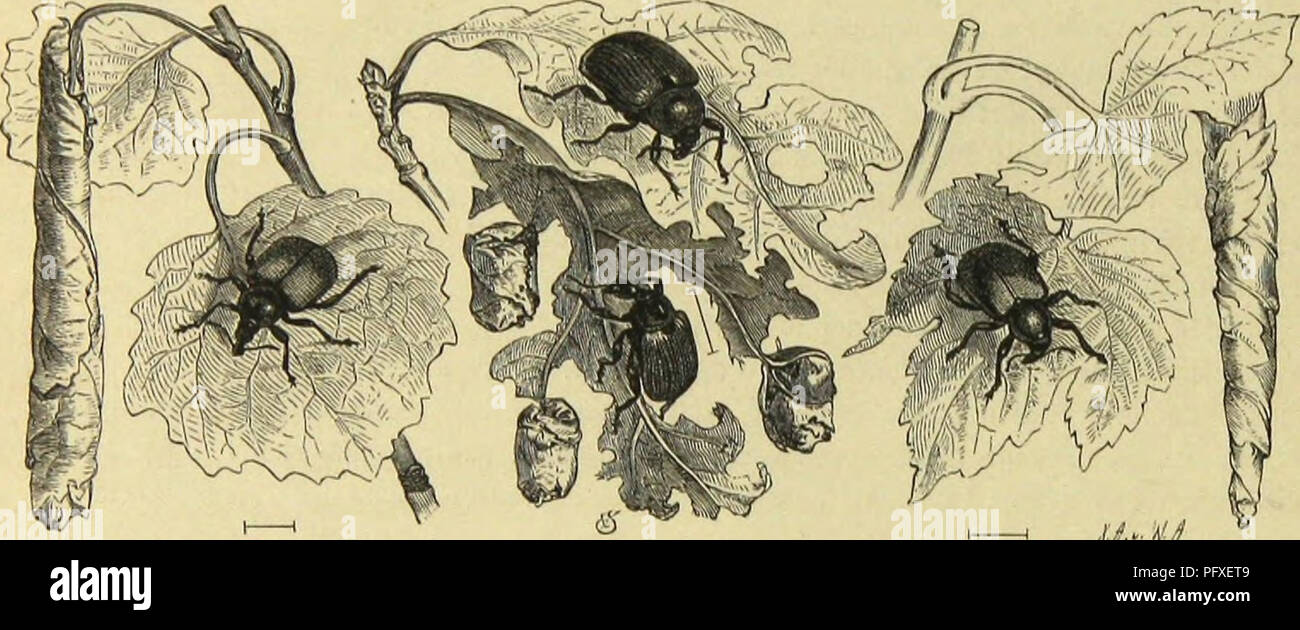 This work offers an in-depth look at insects, millipedes, and spiders ...