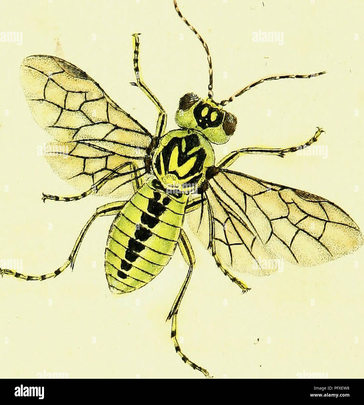 This work offers a detailed examination of British insects, covering ...