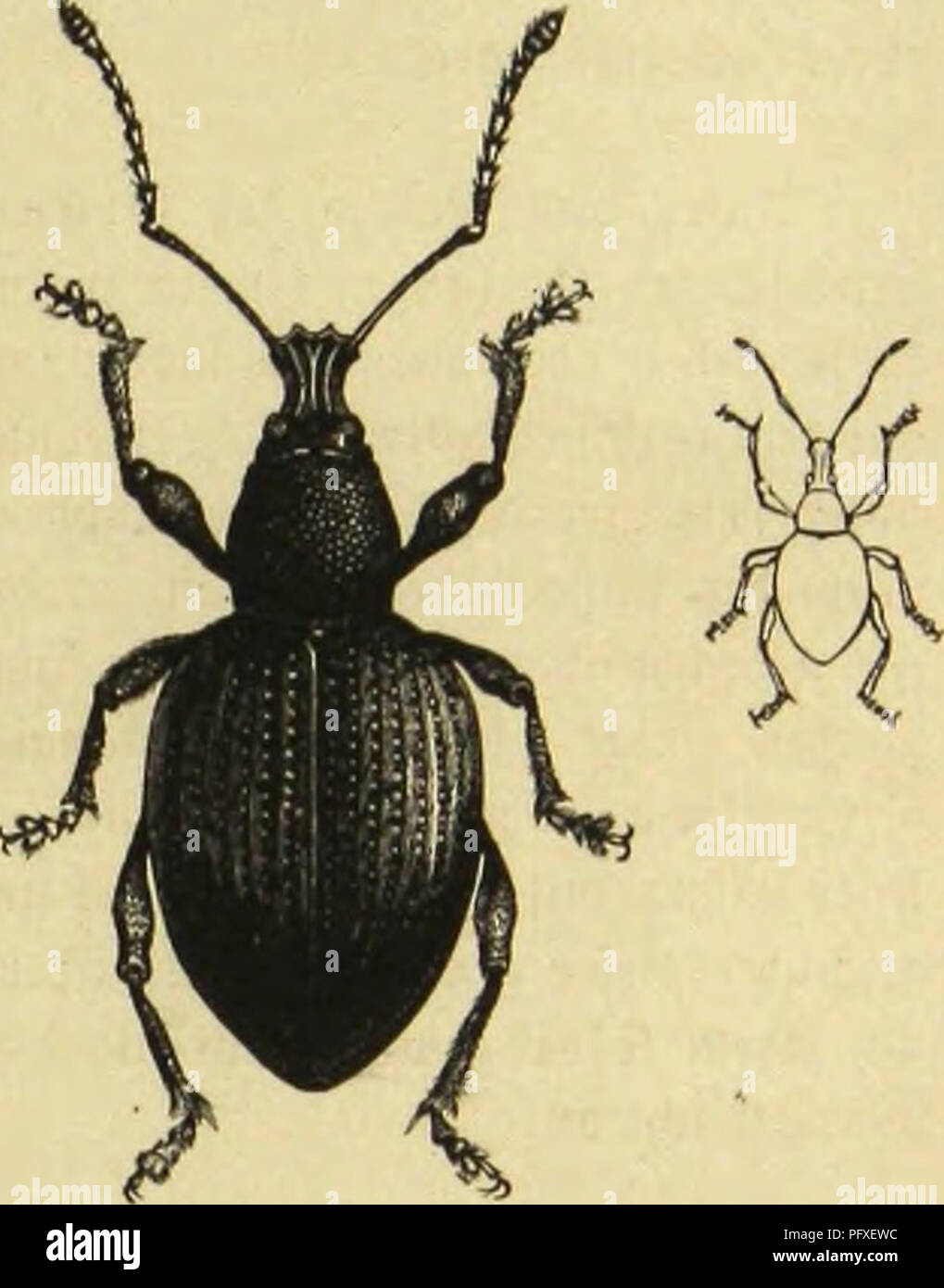 This text describes various arthropods, focusing on insects, millipedes ...