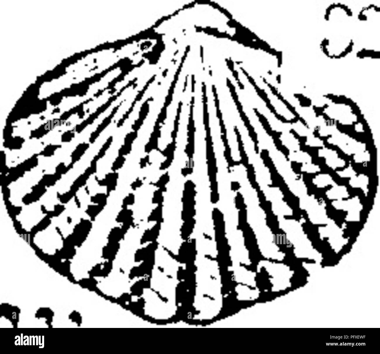 This image is from 'A Dictionary of the Fossils of Pennsylvania and ...