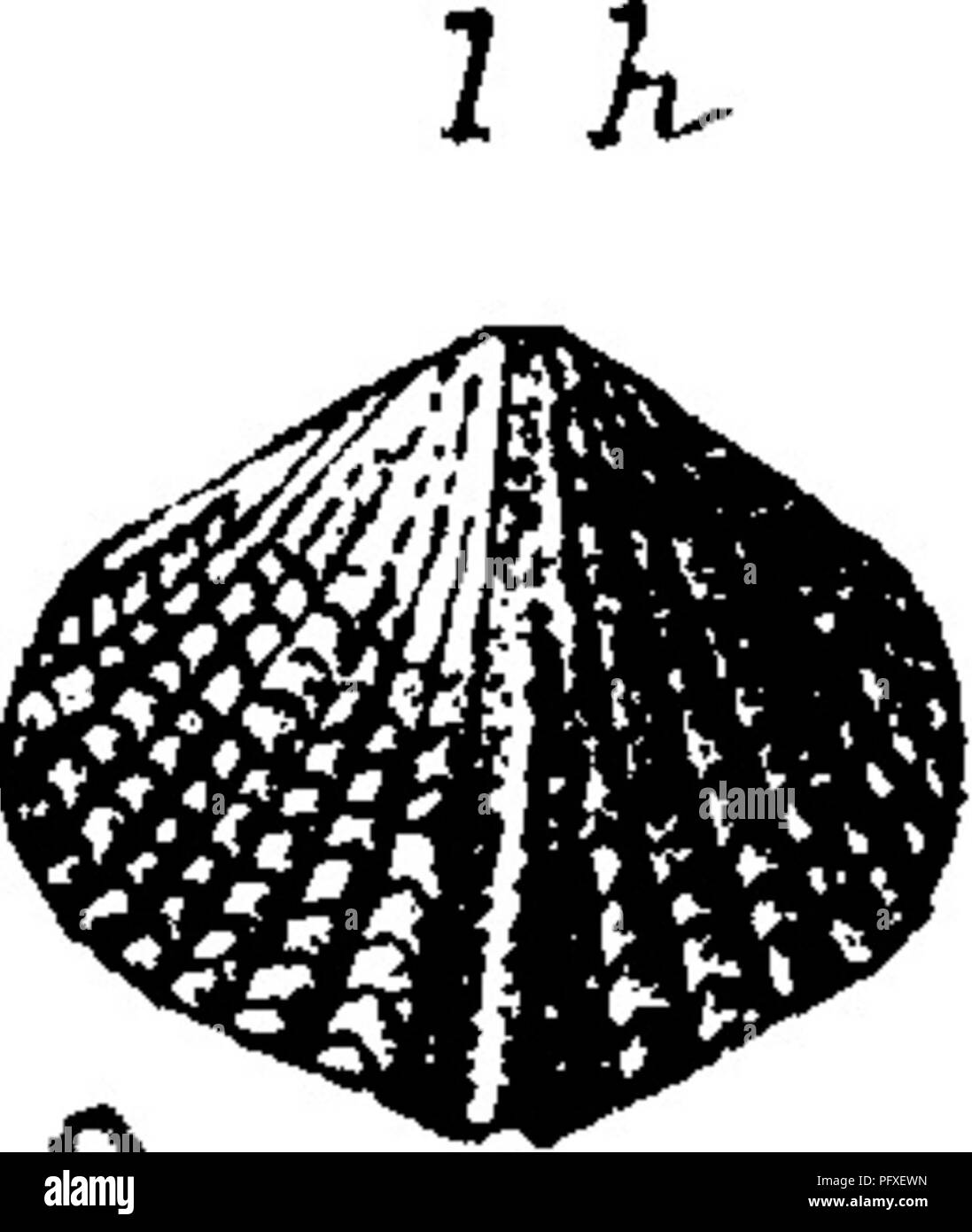 Upper beak ridge hi-res stock photography and images - Alamy