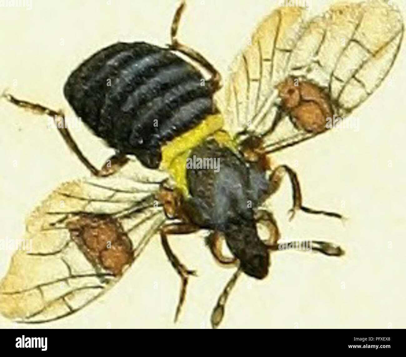 This work outlines the natural history of British insects, focusing on ...