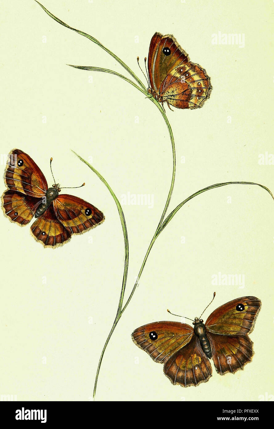 A comprehensive guide to British insects, detailing their life stages ...