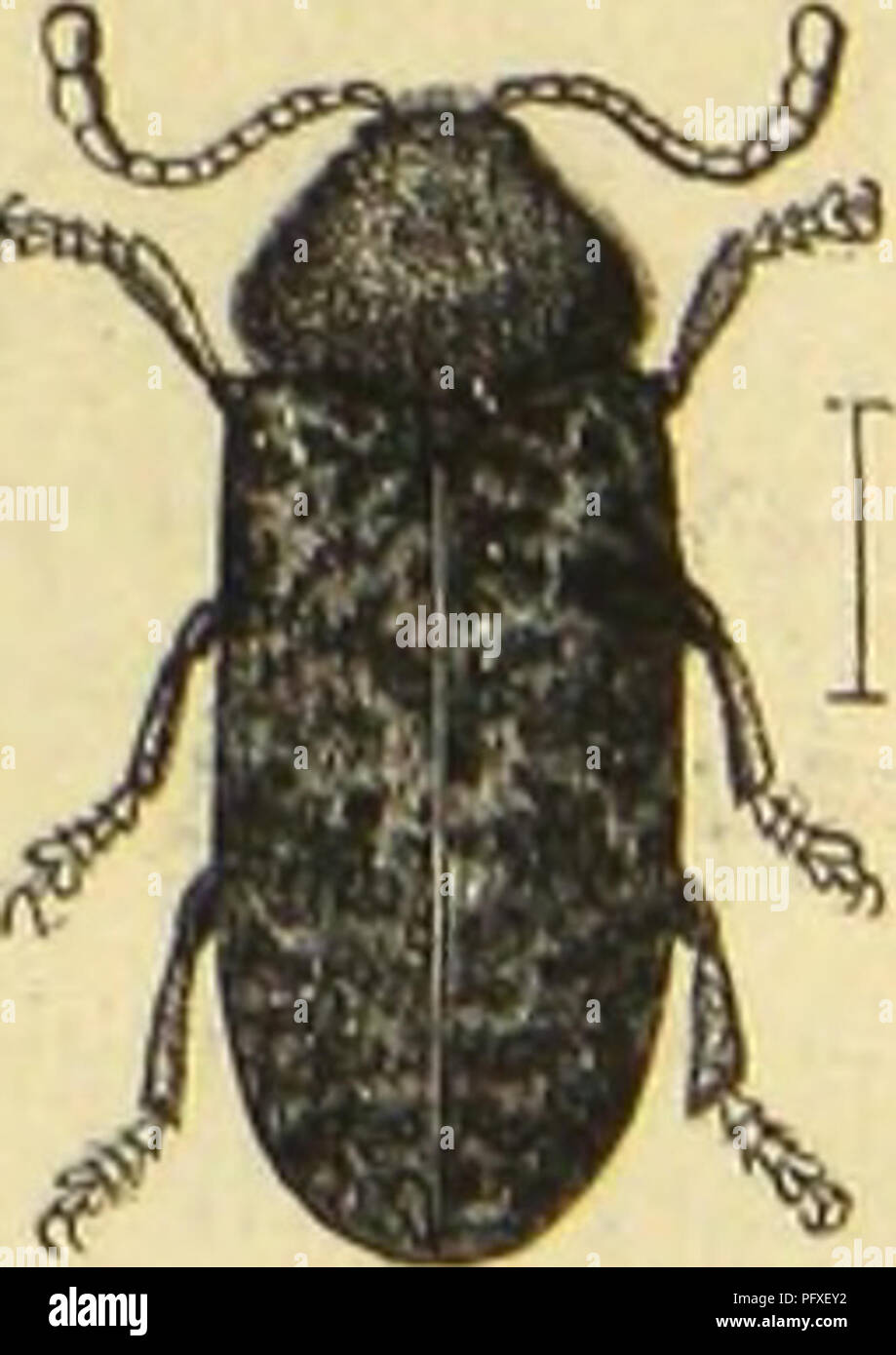 This work focuses on insects, millipedes, and spiders, providing ...
