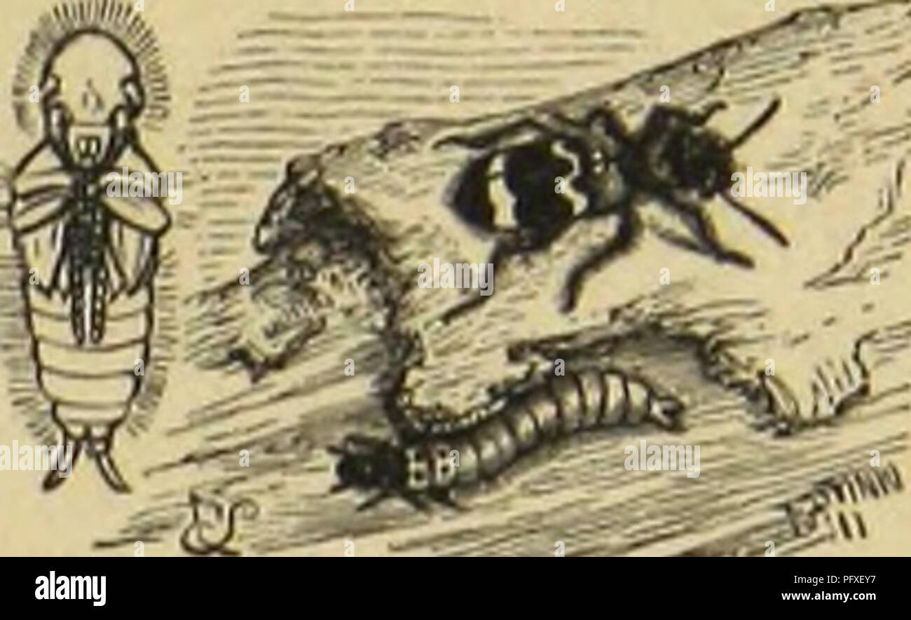 This work explores various insect species, including millipedes and ...