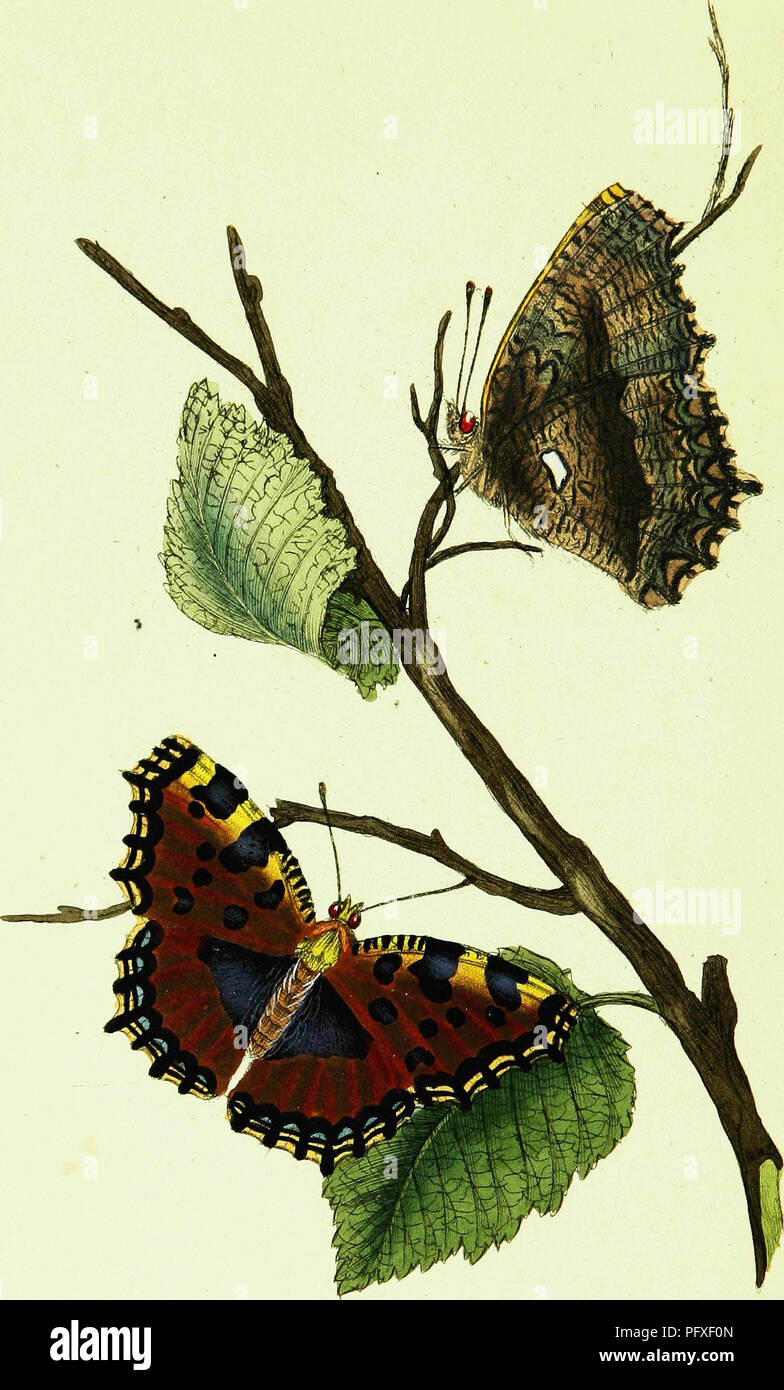 This work focuses on the natural history of British insects, detailing ...