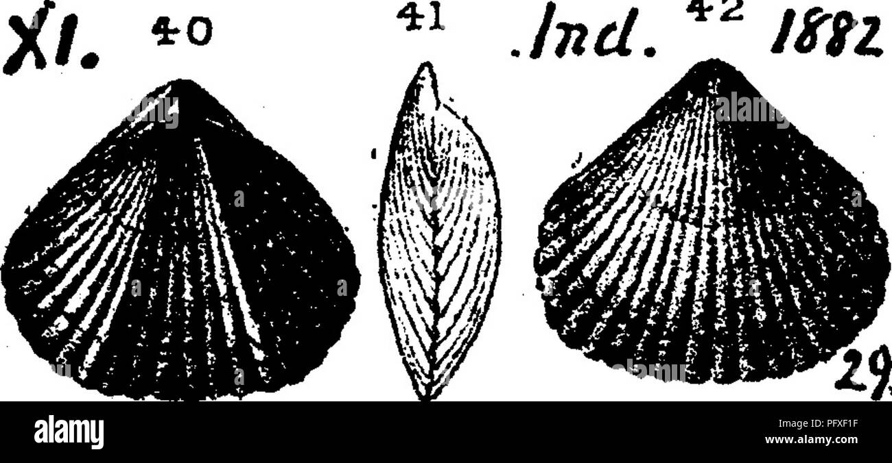 Rhynchonella hi-res stock photography and images - Alamy