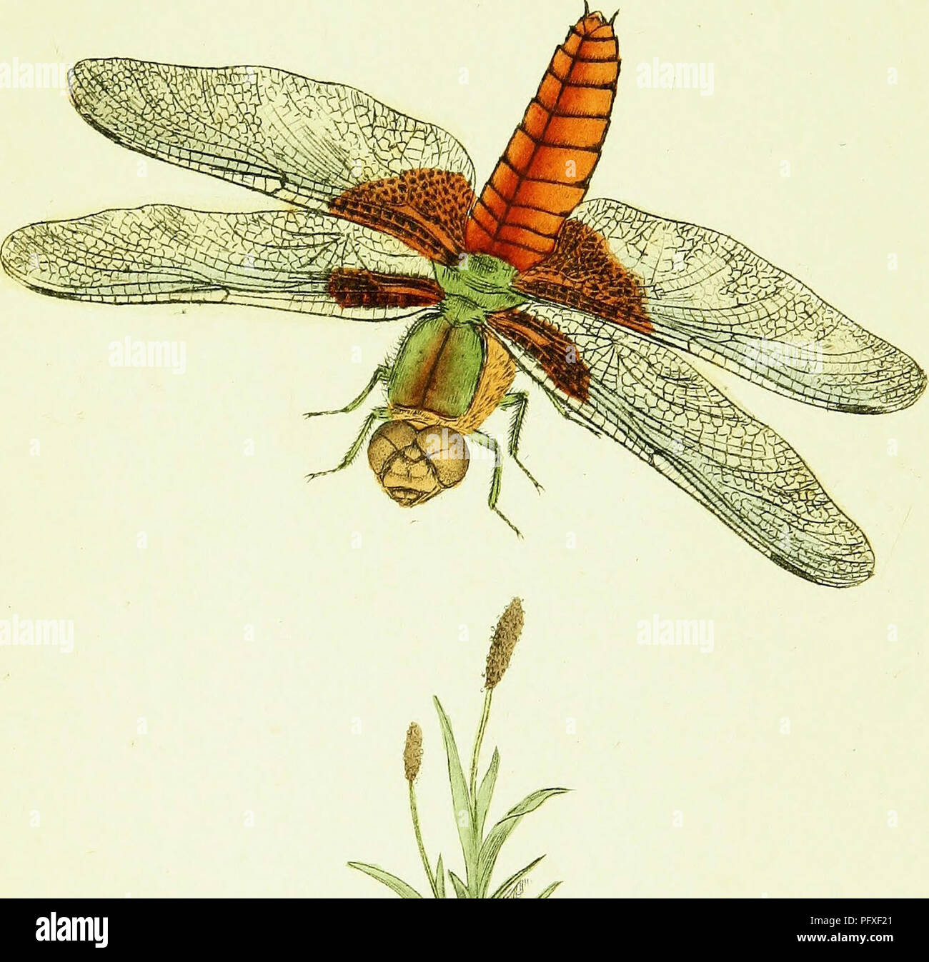 This work details the natural history of British insects, including ...