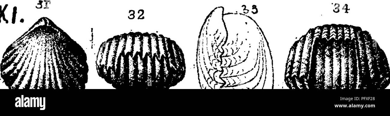 This work documents fossil specimens from Pennsylvania and nearby ...