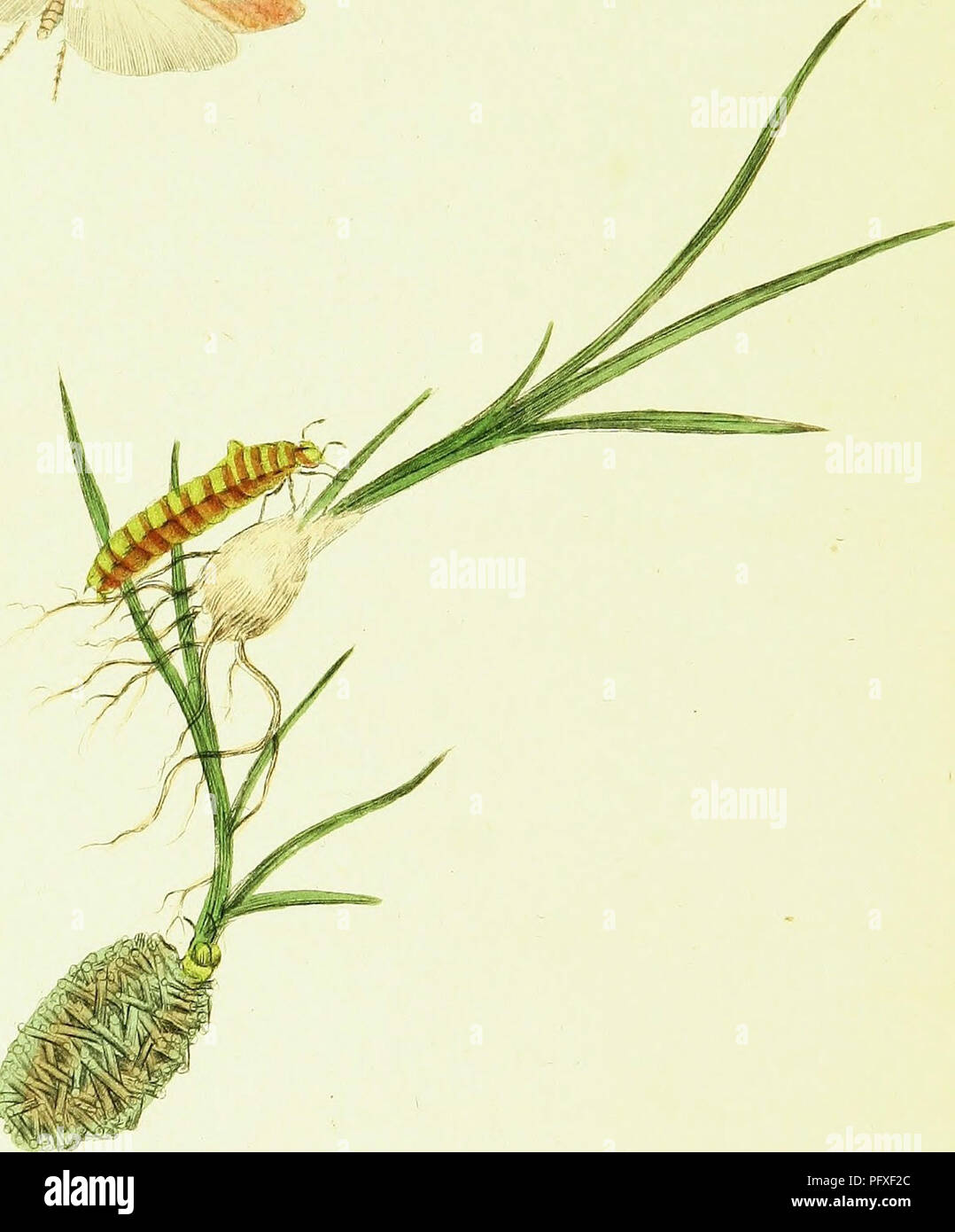 This work provides a detailed look at British insects, including their ...