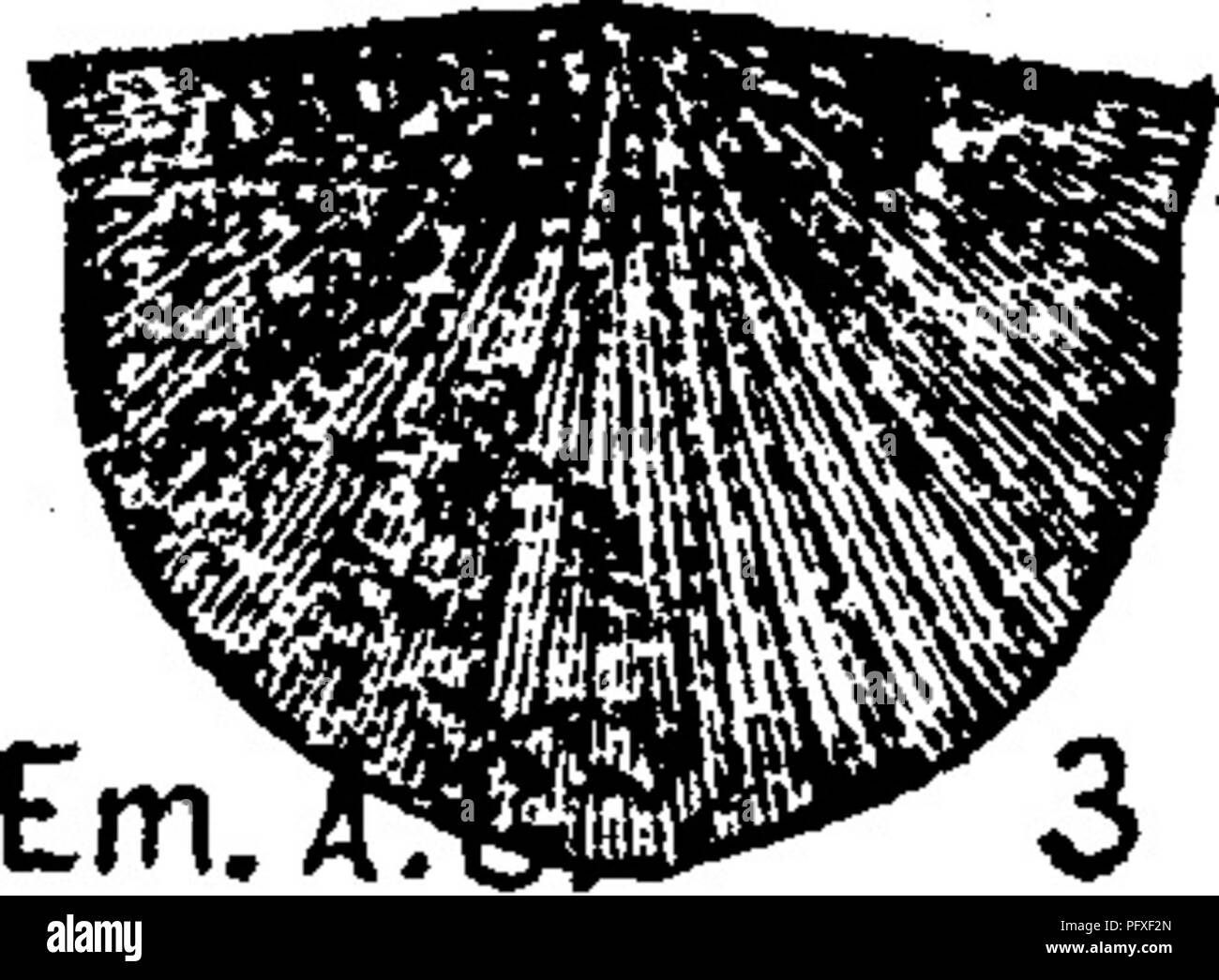 This entry features detailed illustrations of brachiopods, focusing on ...