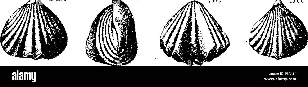 Side dorsal view Black and White Stock Photos & Images - Alamy